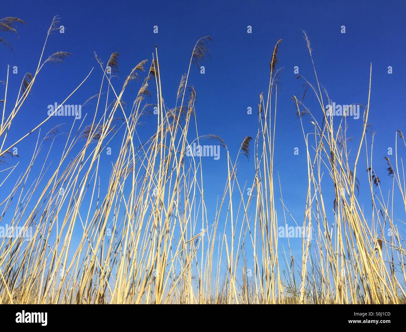 Tall yellow grass hi-res stock photography and images - Alamy