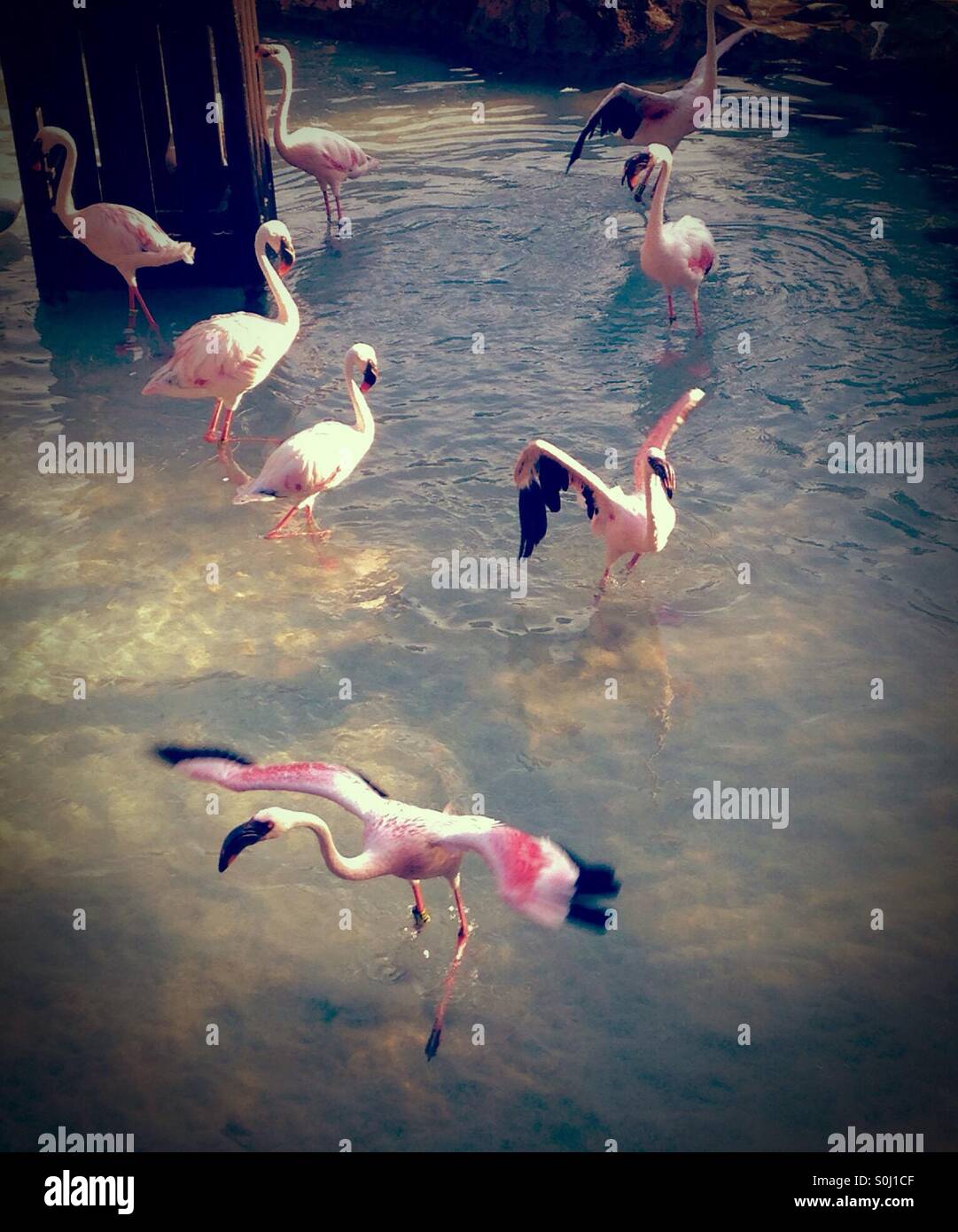 Flamingos flamingoes birds in hi-res stock photography and images - Alamy