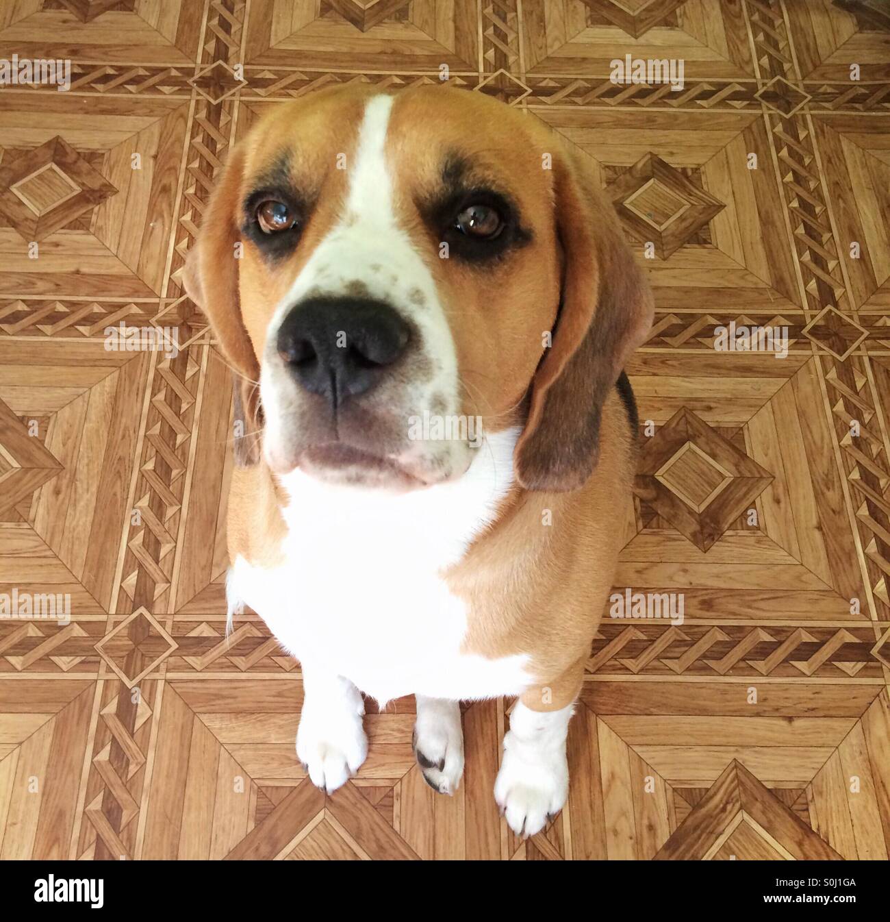 Cute Beagle waiting for the breakfast Stock Photo - Alamy