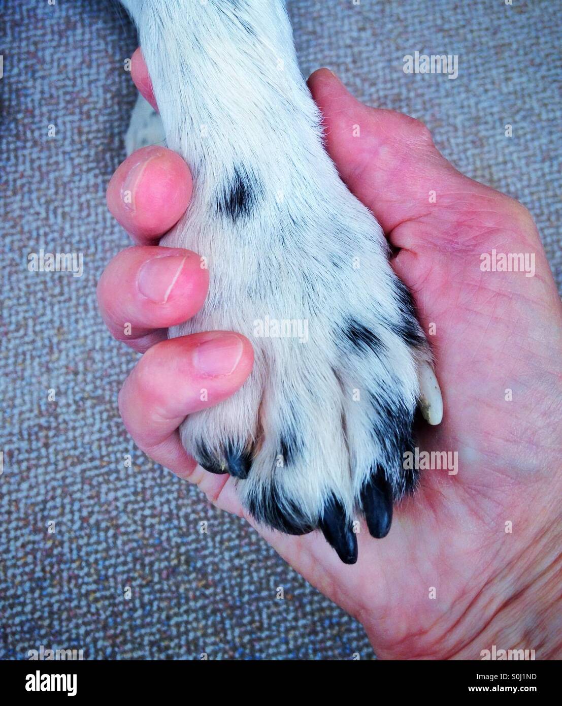 Hand holding paw hi-res stock photography and images - Alamy