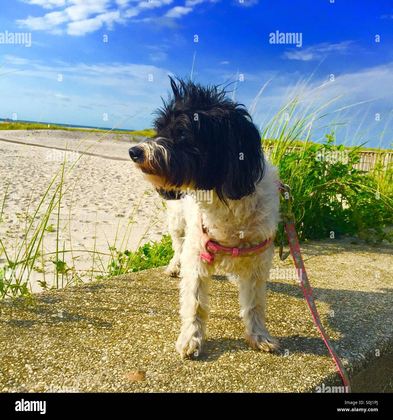 Seagrass in the breeze hi-res stock photography and images - Alamy