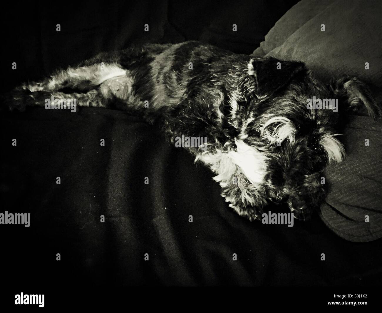 Old Miniature Schnauzer on the Sofa Stock Photo - Alamy