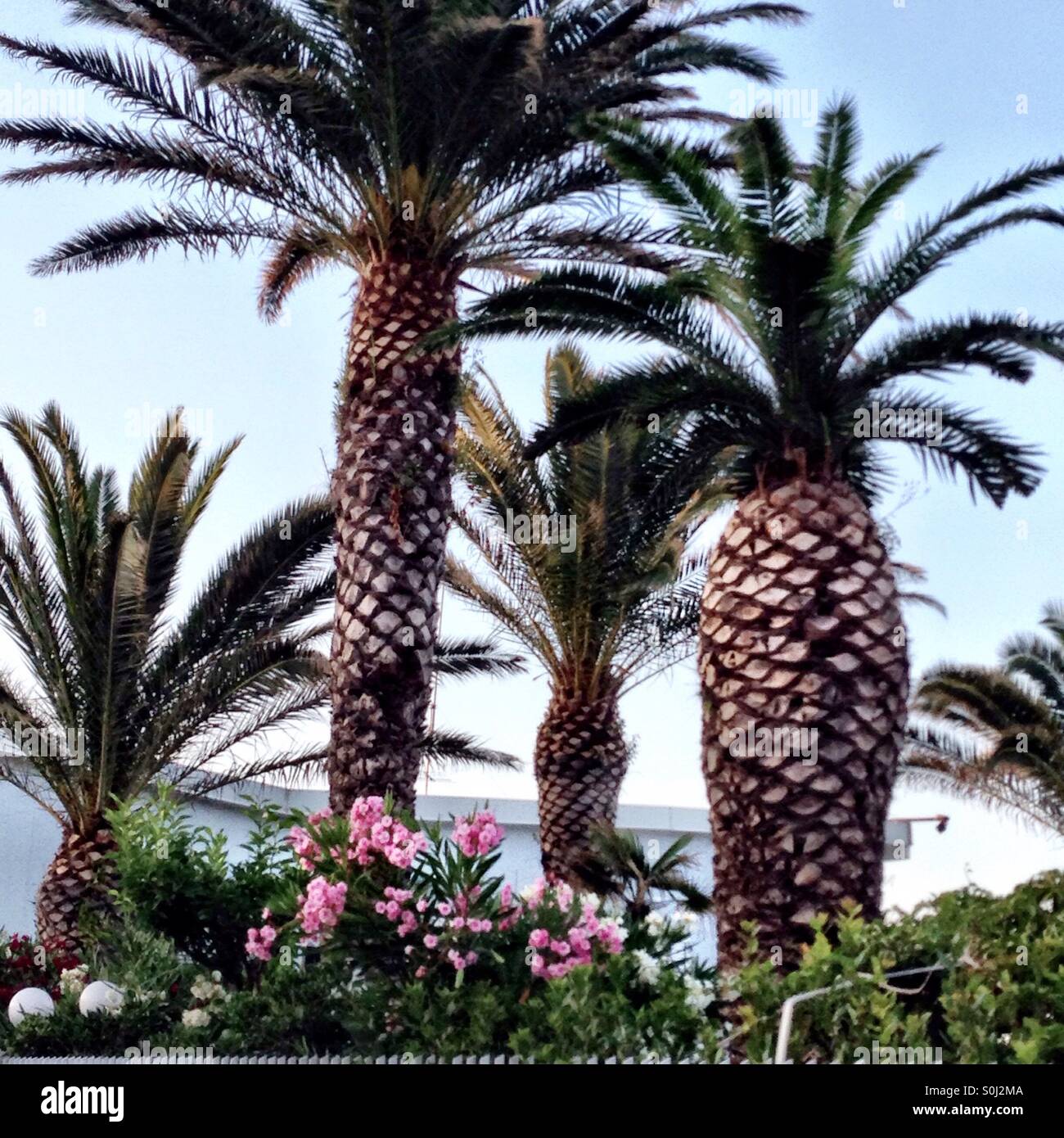 Palm trees italy hi-res stock photography and images - Alamy