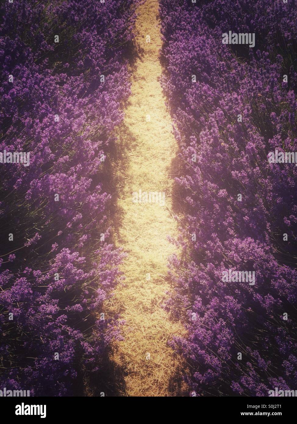 Scent of the field hi-res stock photography and images - Alamy