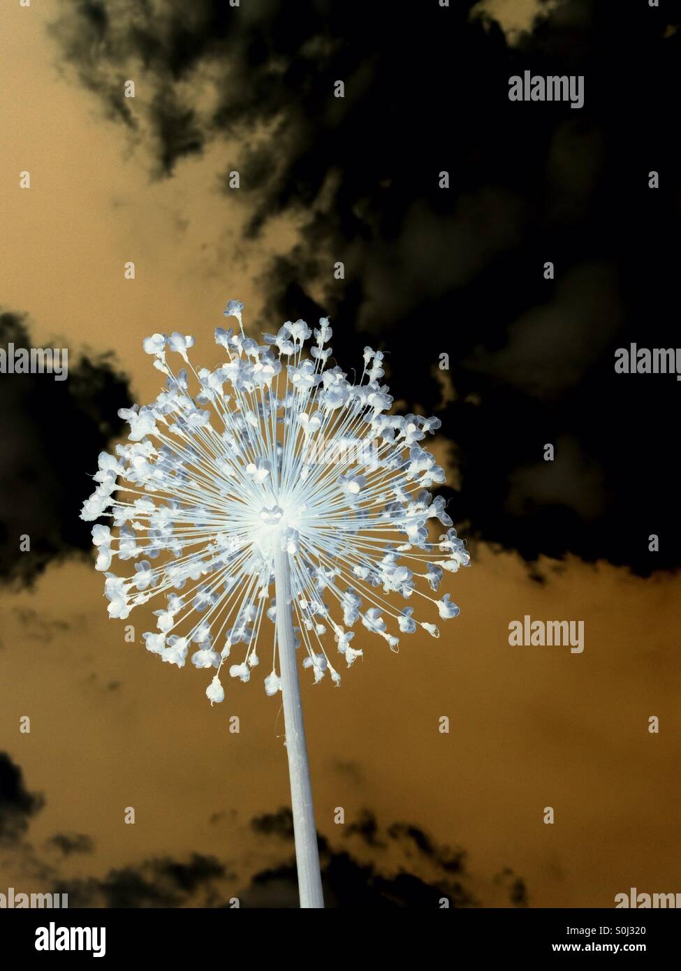 Inverted flower hi-res stock photography and images - Alamy