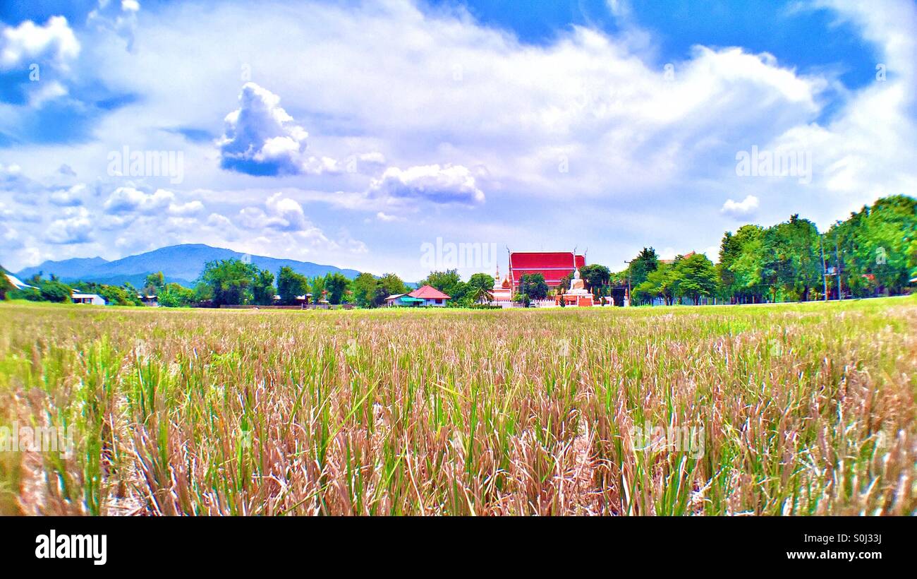 Rices field and temple Stock Photo - Alamy
