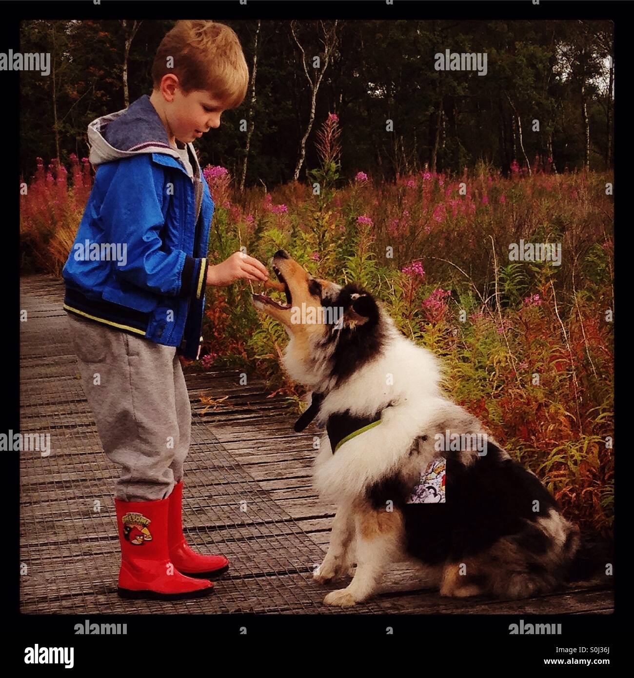 A Boy That Was Treated As A Dog