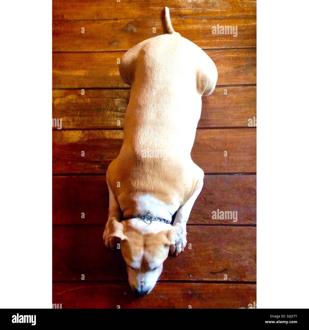 Grumpy dog hi-res stock photography and images - Alamy