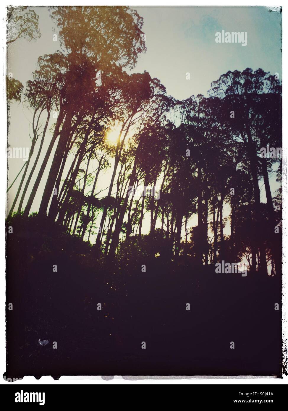 Sun shining through trees Stock Photo - Alamy