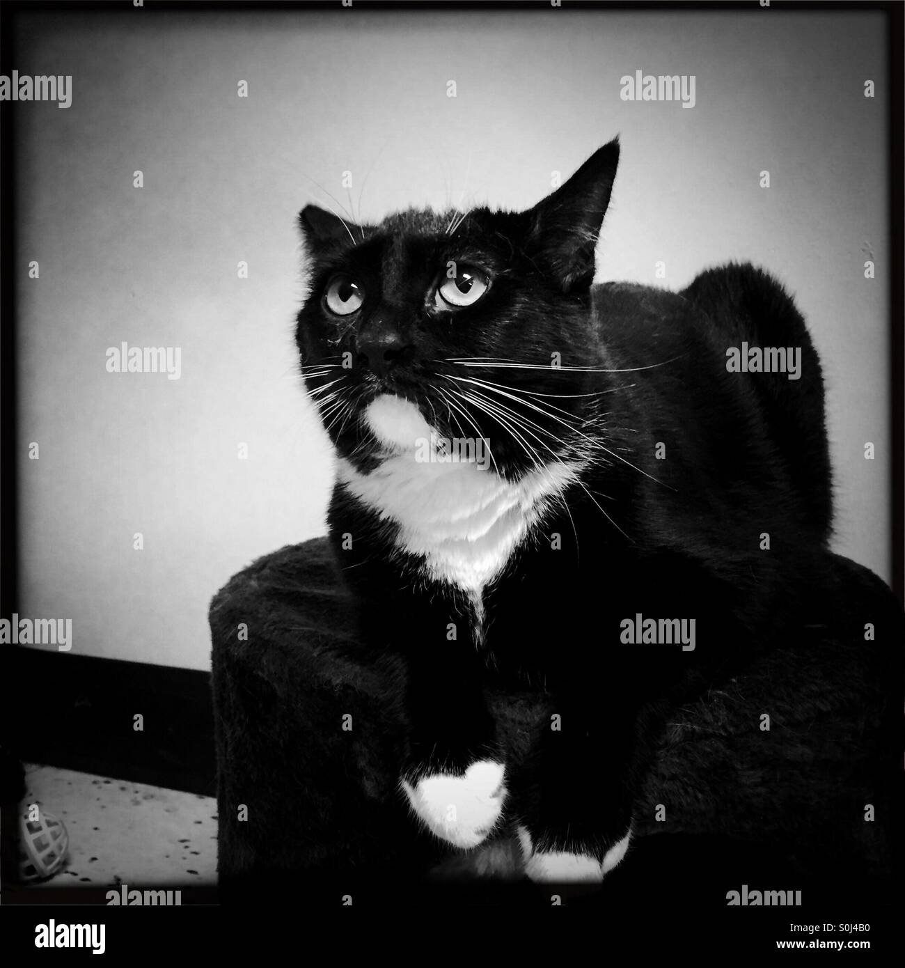 Cattitude hi-res stock photography and images - Alamy