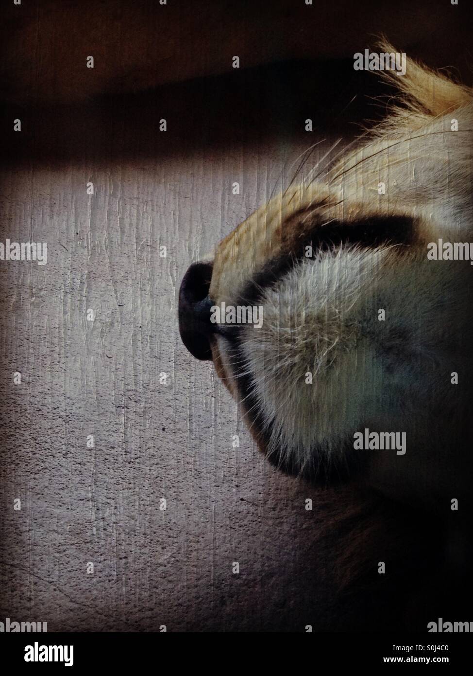 Big chin hi-res stock photography and images - Alamy