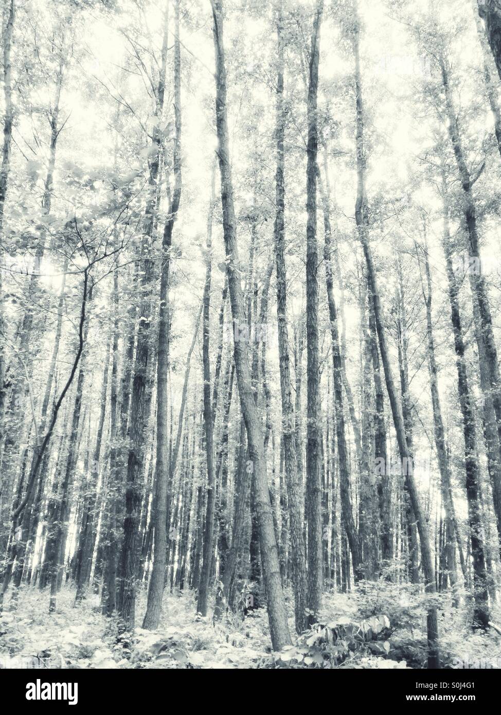 Black alder forest hi-res stock photography and images - Alamy