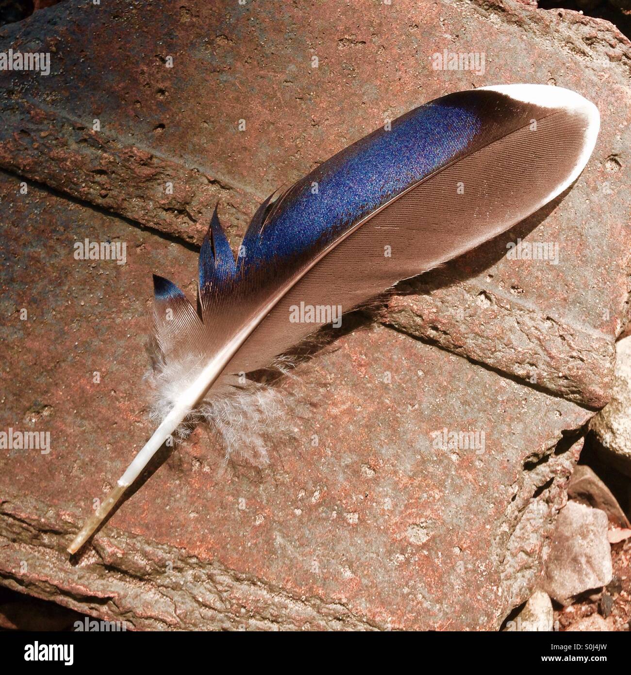 Duck feather hi-res stock photography and images - Alamy