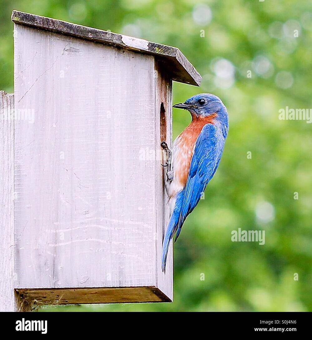 Eastern Bluebird Nest Box High Resolution Stock Photography and Images ...