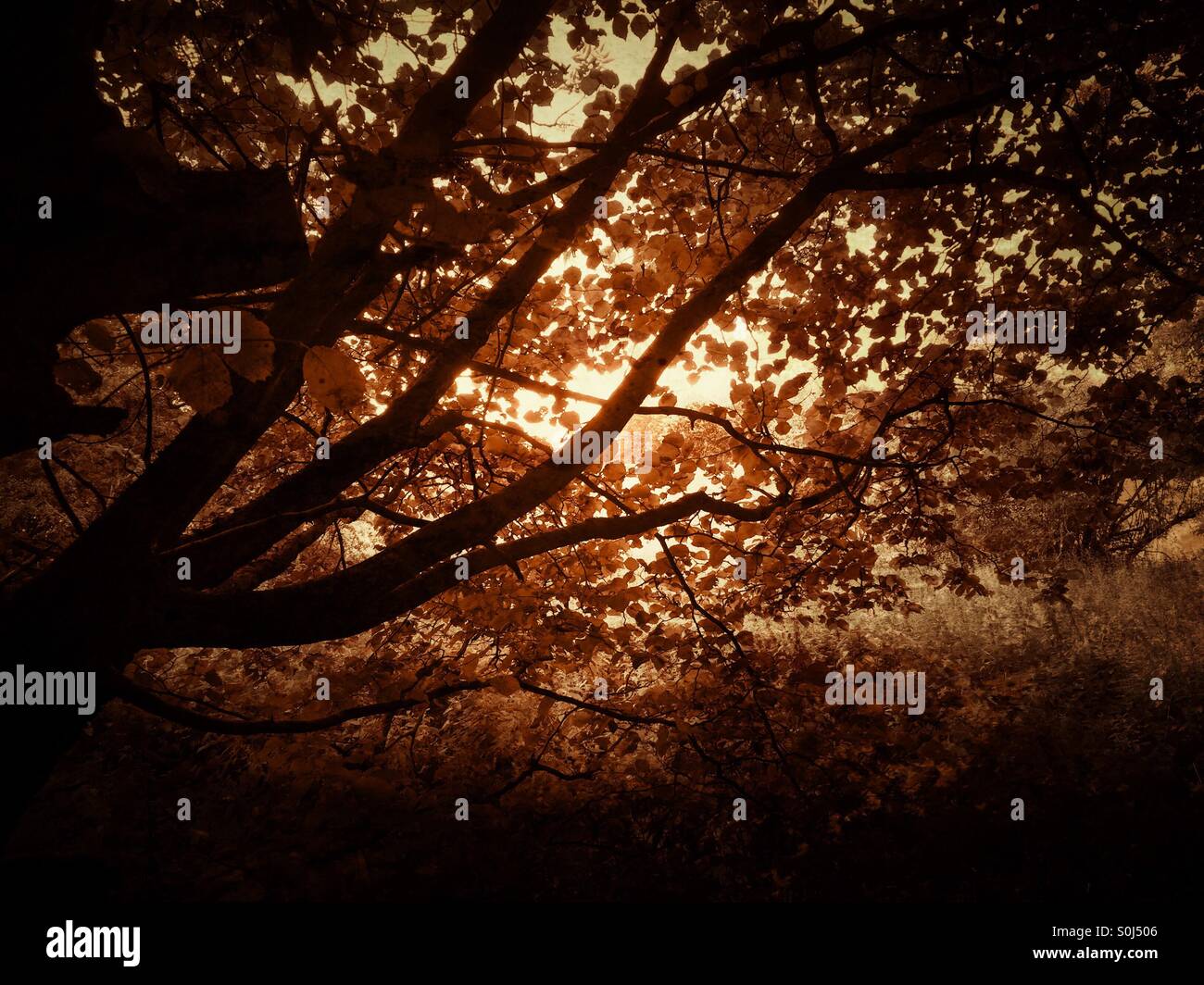 Hazy sunshine hi-res stock photography and images - Alamy