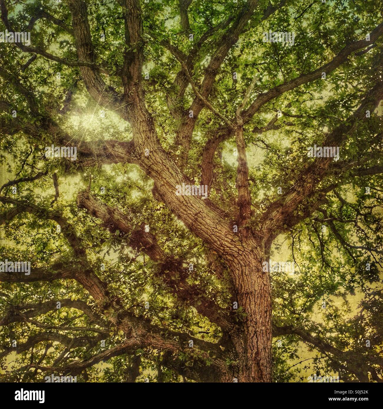 The sun glinting through an old oak tree Stock Photo - Alamy