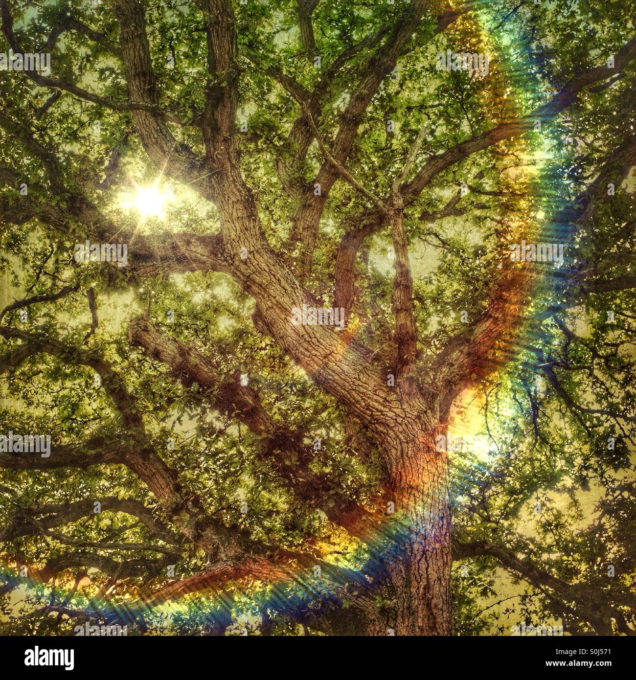 Sunlight through an old oak tree Stock Photo - Alamy