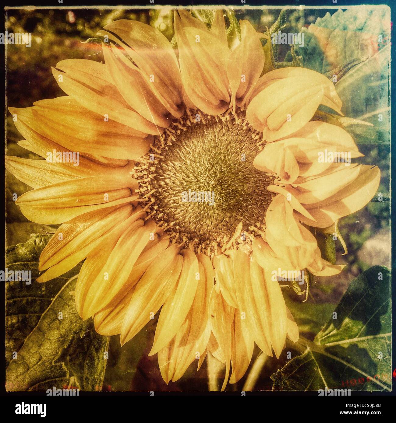 Solros hi-res stock photography and images - Alamy