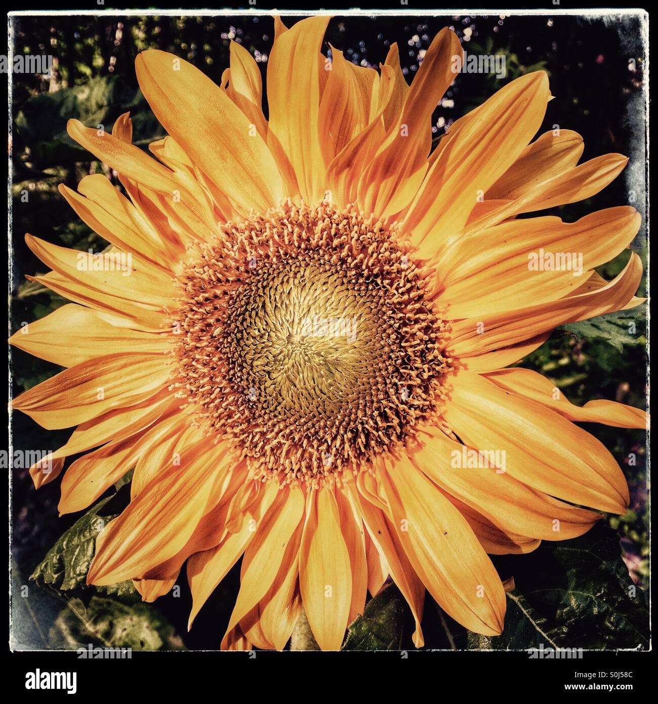 Solros High Resolution Stock Photography and Images - Alamy