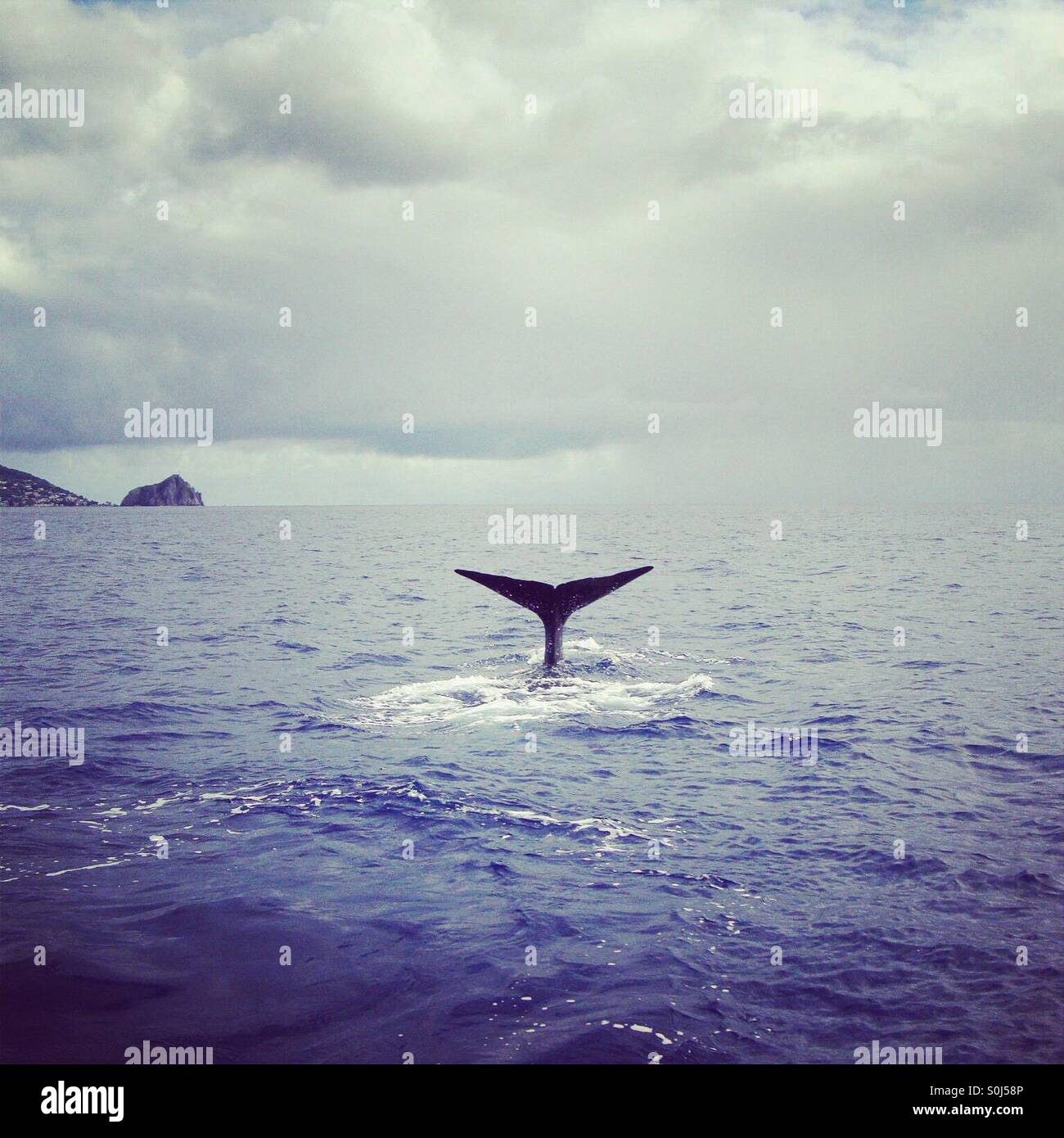 Dominica Whale Stock Photos & Dominica Whale Stock Images - Alamy