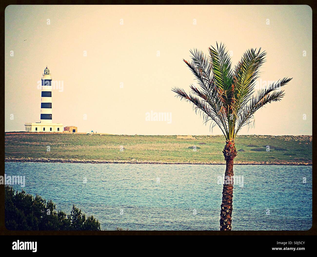 Palm tree with lighthouse in background Stock Photo - Alamy