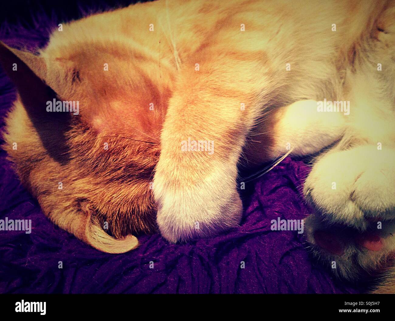 Cat asleep with paw over face and eyes and crumpled ear Stock Photo - Alamy
