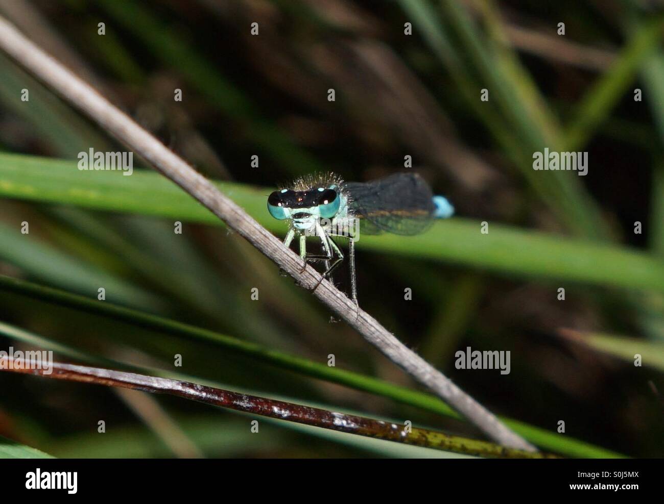 Damselfly fly hi-res stock photography and images - Alamy