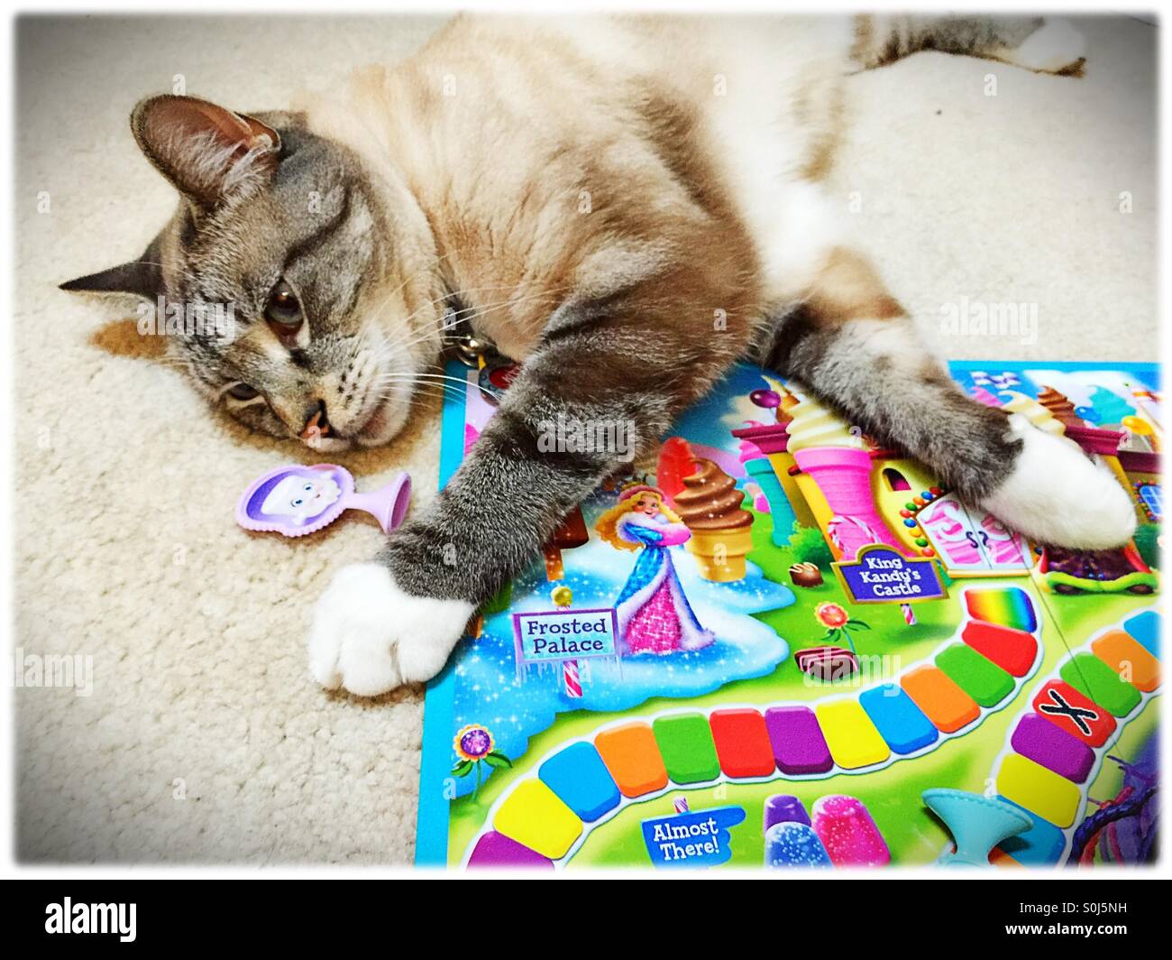 Cat helps play Candyland Stock Photo - Alamy