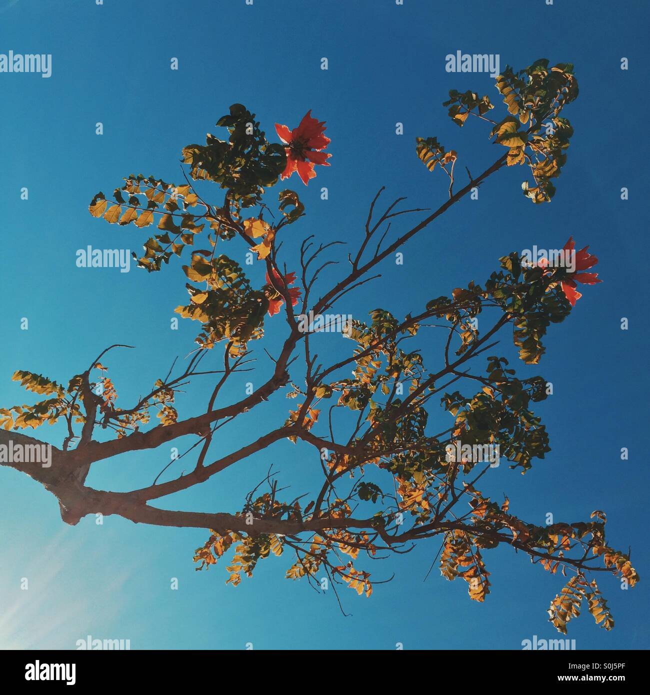 Seed tree life hi-res stock photography and images - Alamy