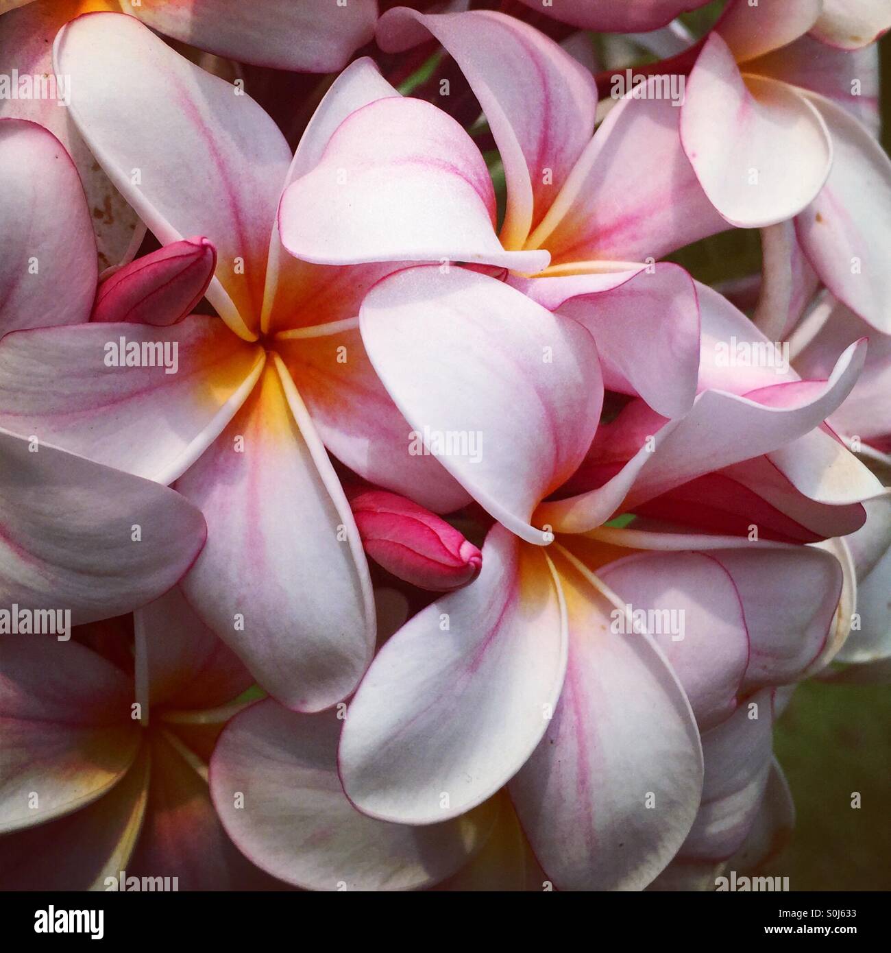 Pink champa hi-res stock photography and images - Alamy
