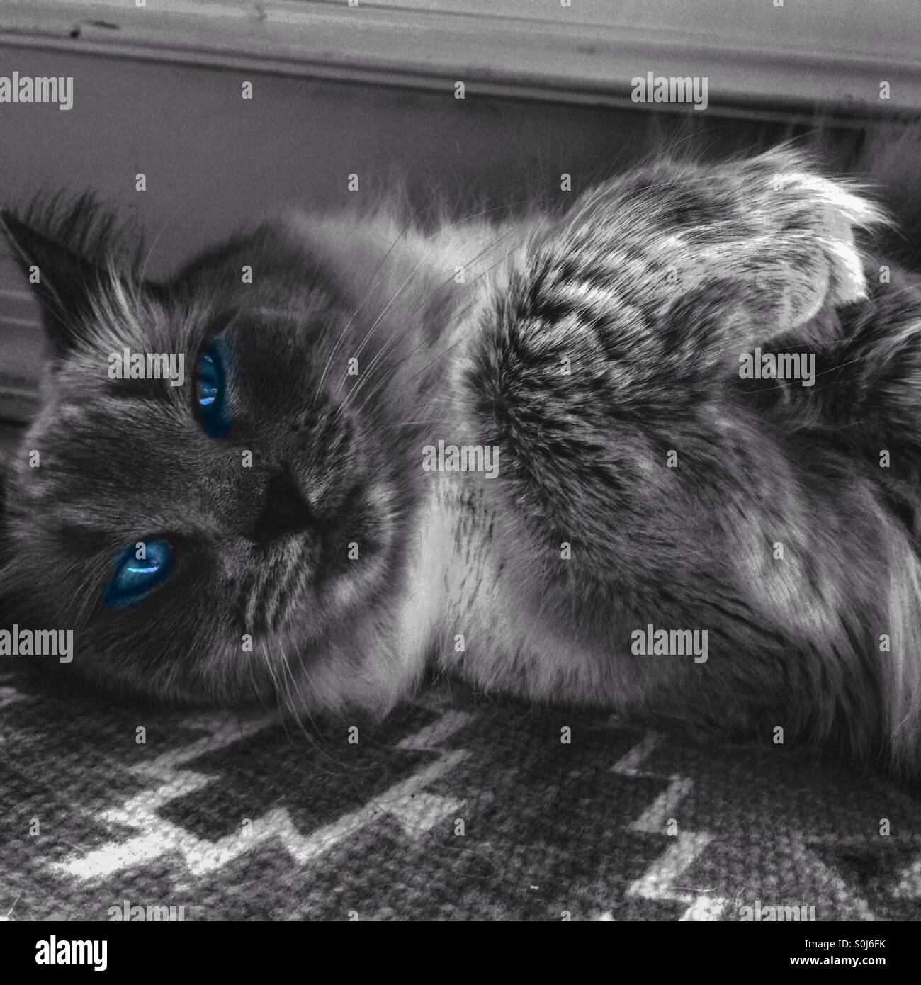 Silver eyes hi-res stock photography and images - Alamy