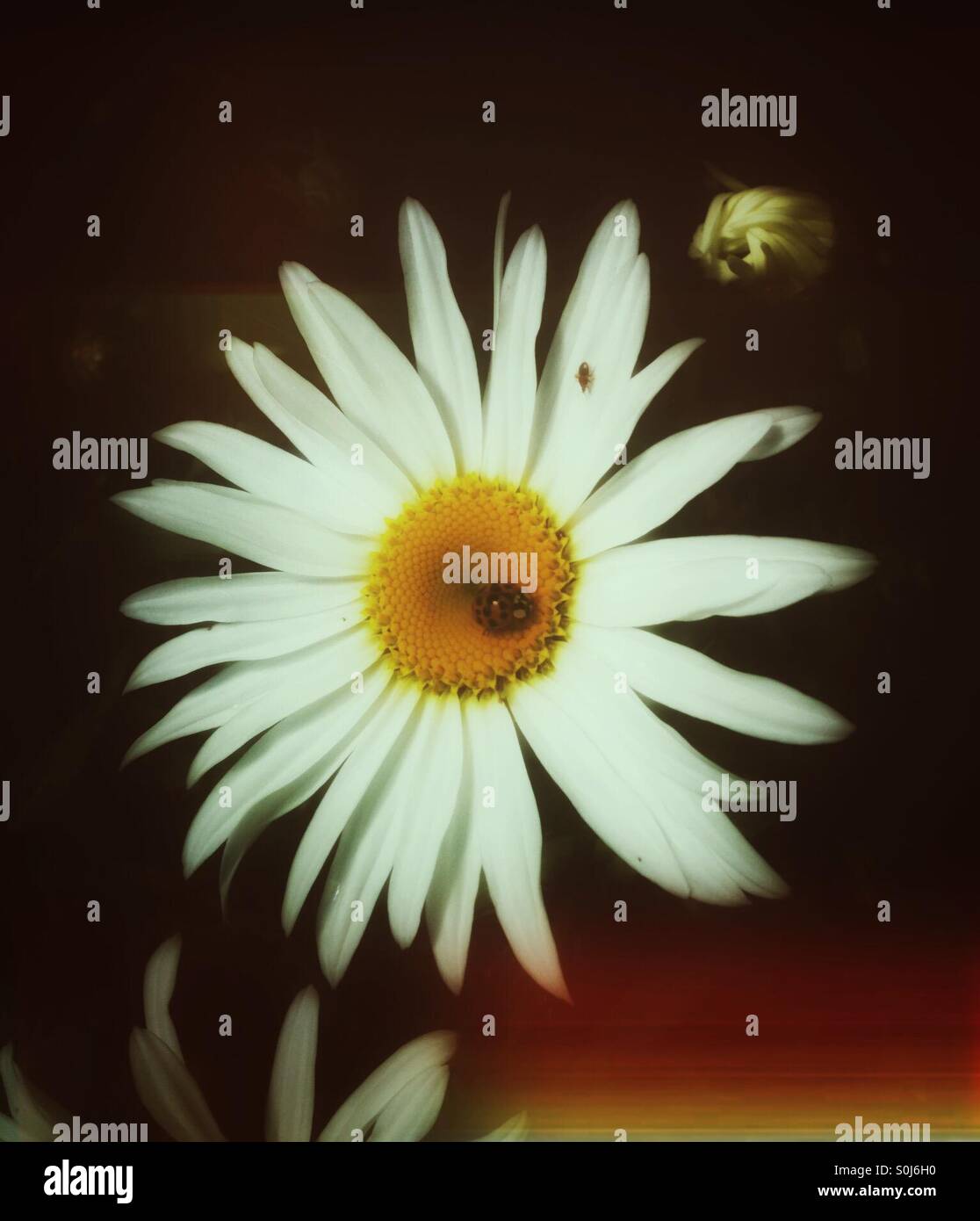 Large Daisy flower with ladybird and small bug Stock Photo - Alamy