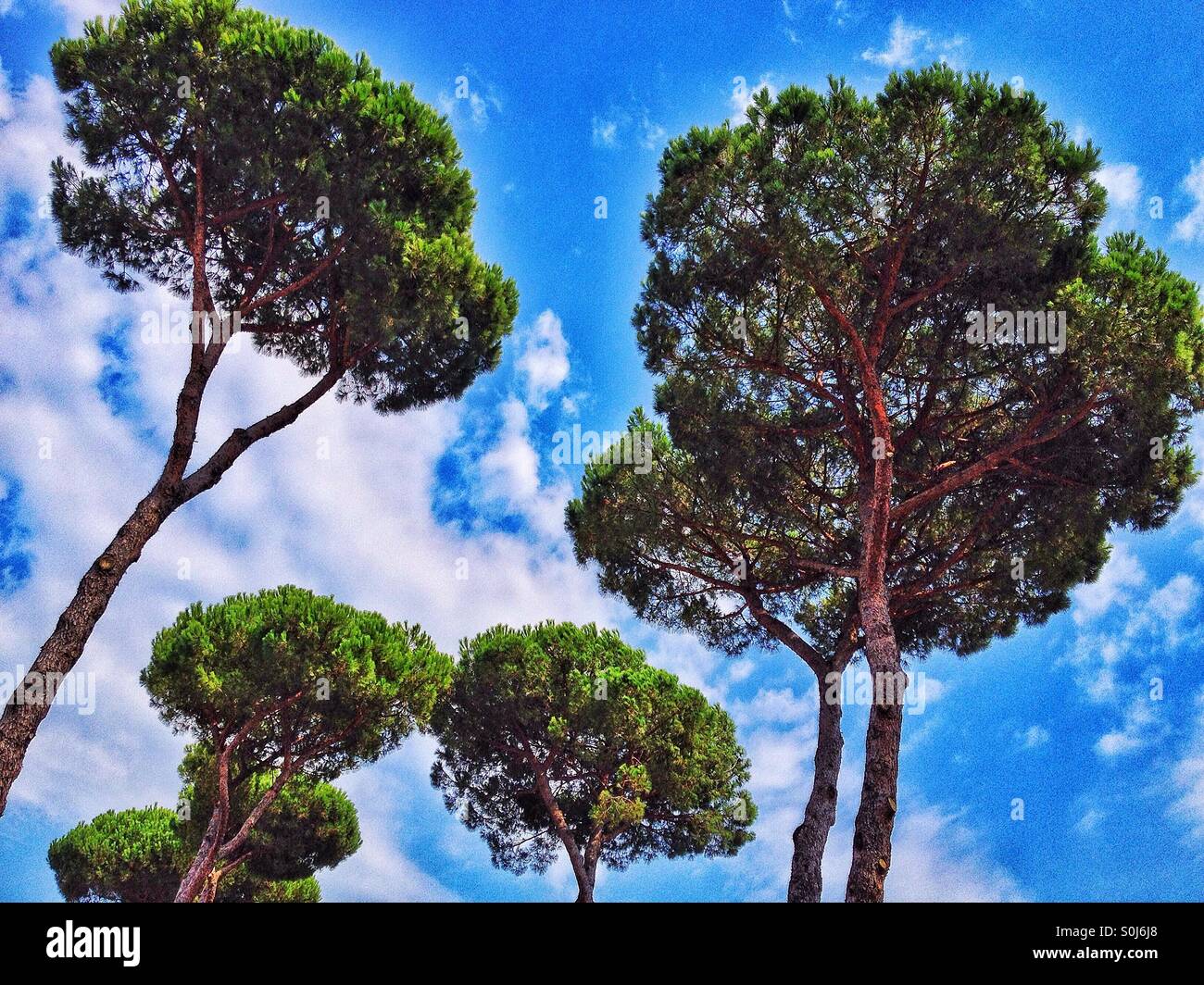 Tall pine trees hi-res stock photography and images - Alamy
