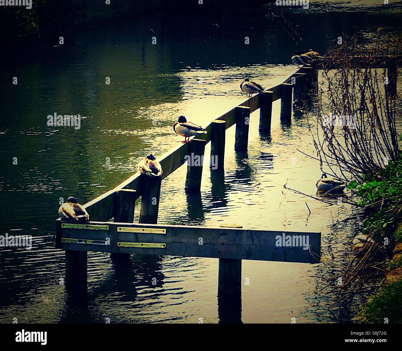 Ducks balancing on beam near the river bank Stock Photo - Alamy