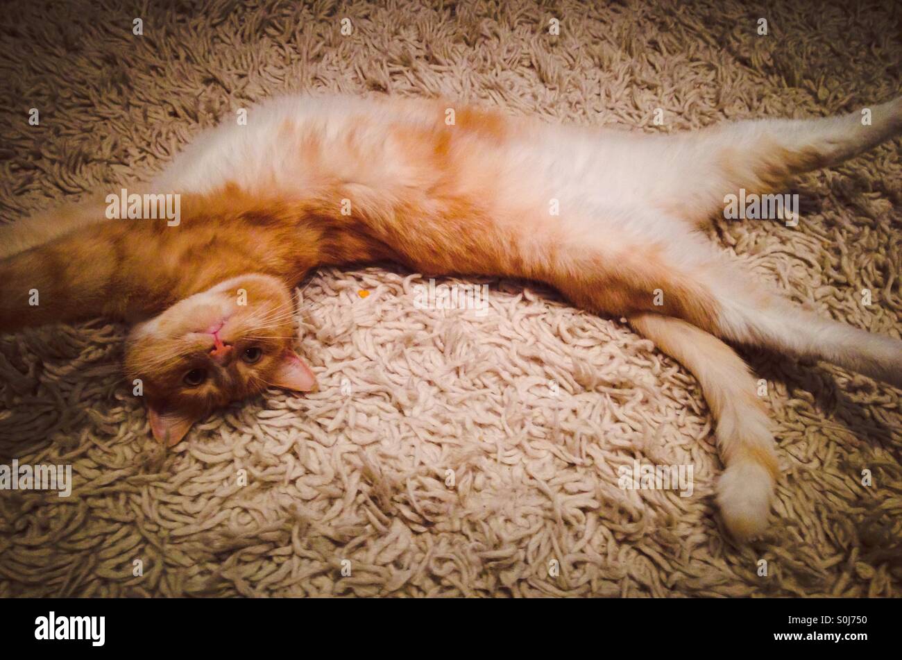 Cat fully stretched out on carpet showing tummy Stock Photo - Alamy