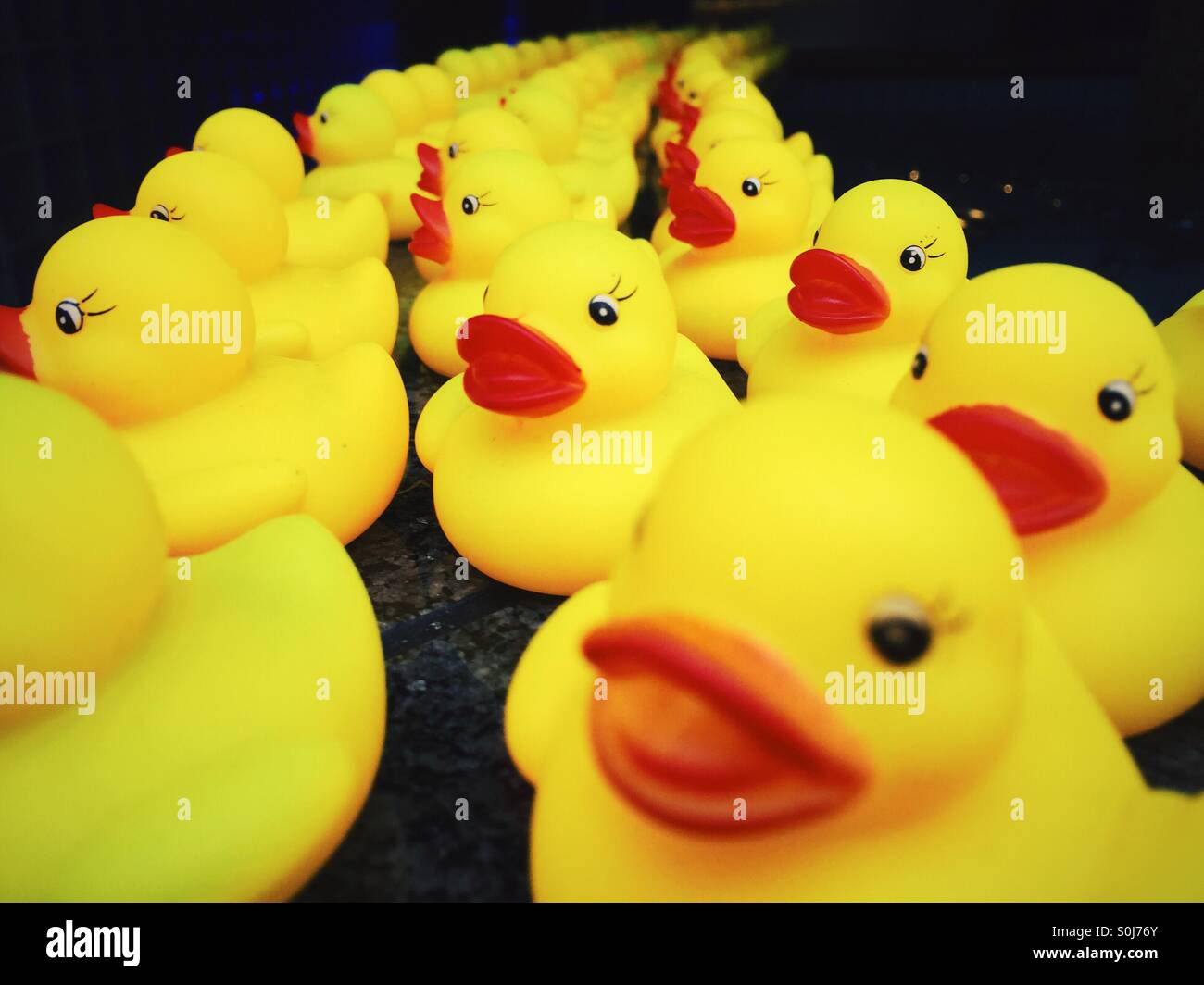 Rubber ducks in a row Stock Photo - Alamy