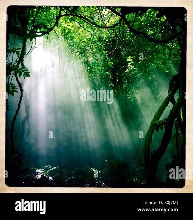 Sunshine in the jungle Stock Photo - Alamy
