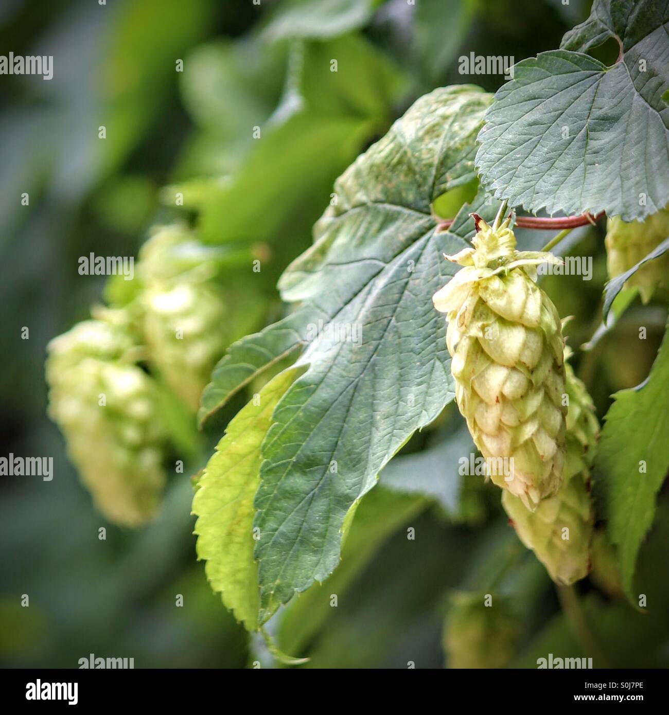Willamette hops hi-res stock photography and images - Alamy