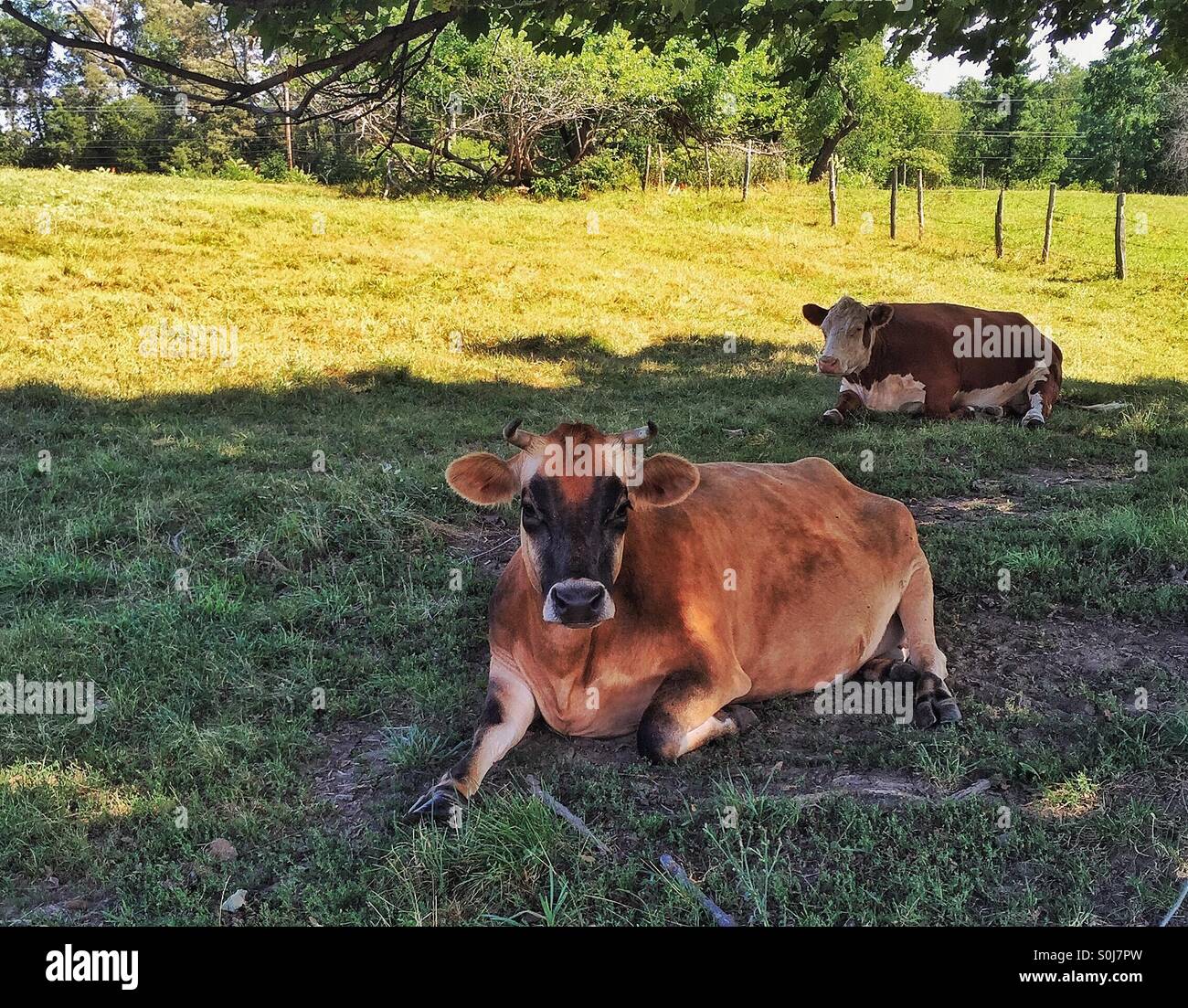 Dairy and beef hi-res stock photography and images - Alamy