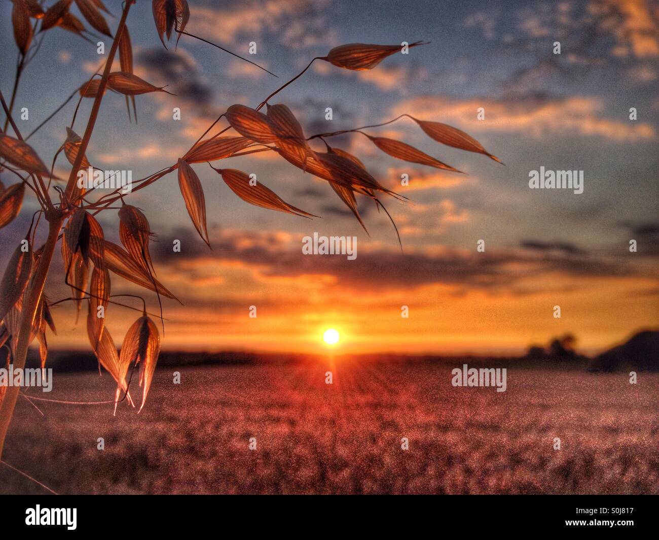 Detail of wheat hi-res stock photography and images - Alamy
