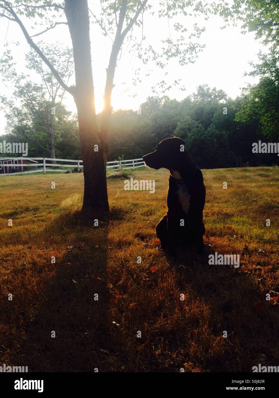 Dog at sunset Stock Photo - Alamy