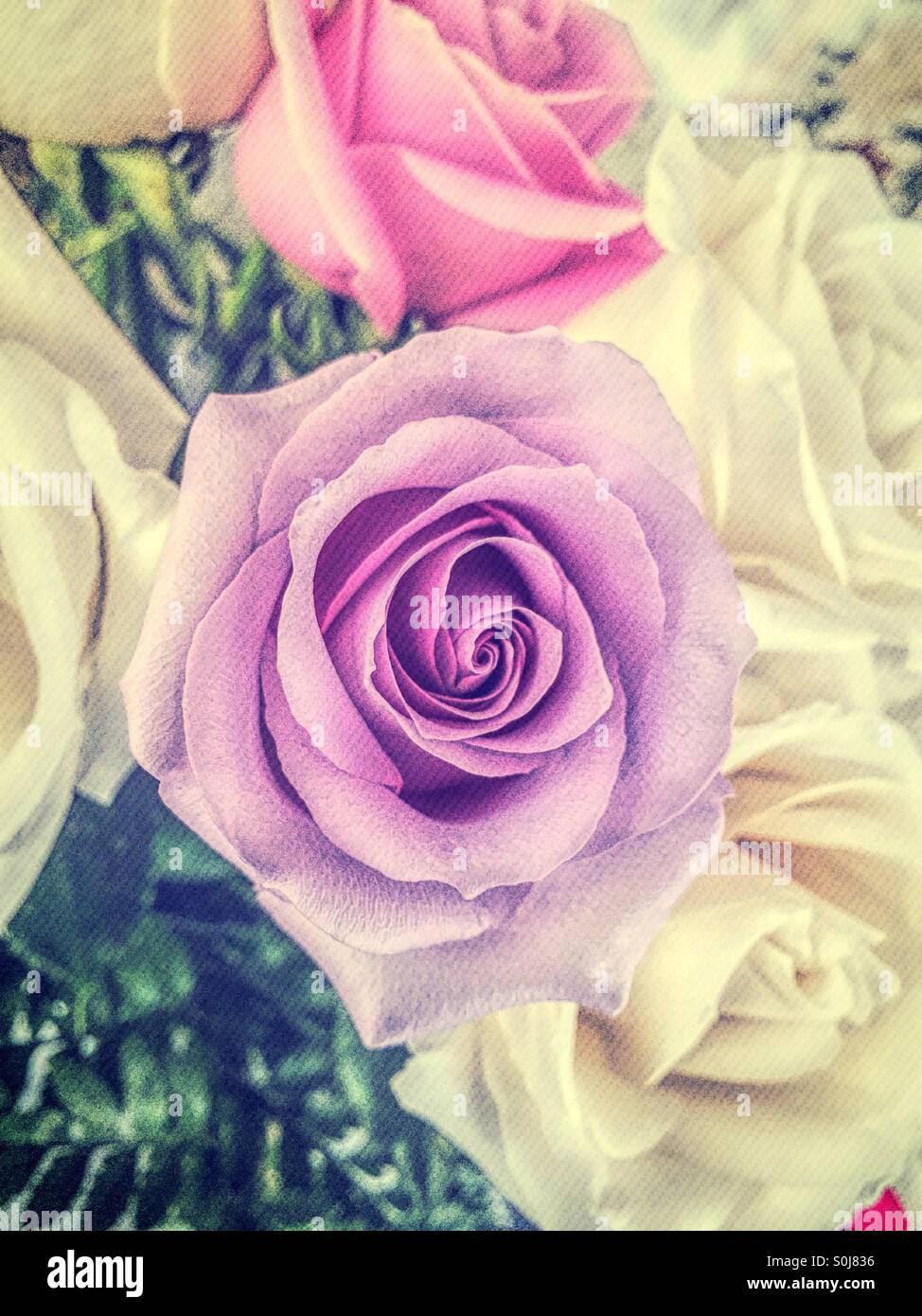 White roses lavender in hi-res stock photography and images - Alamy