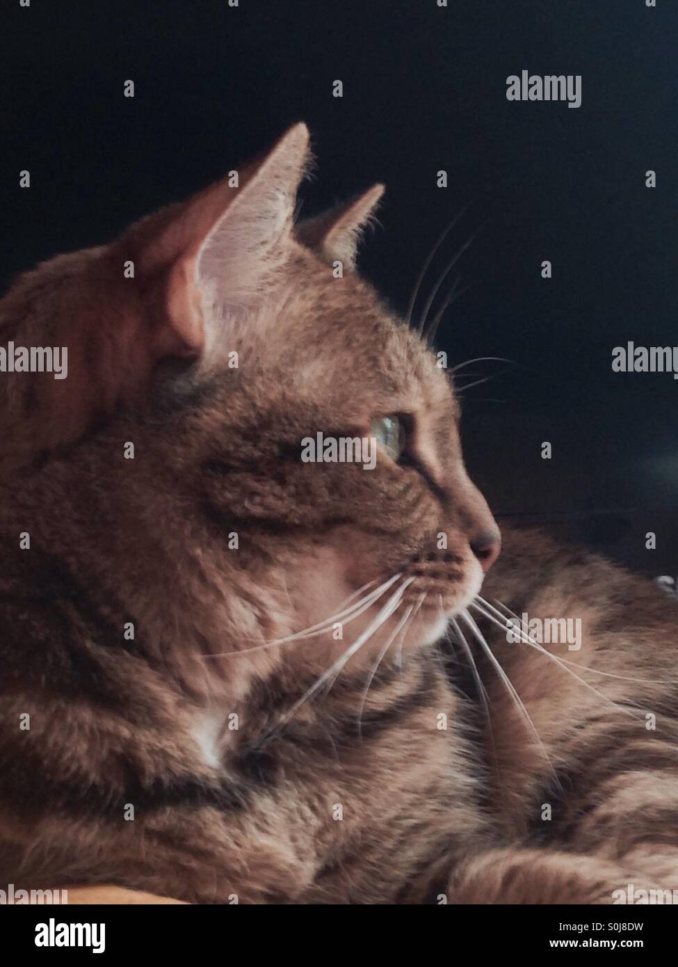 Portrait European Tiger Cat. Profile Stock Photo - Alamy