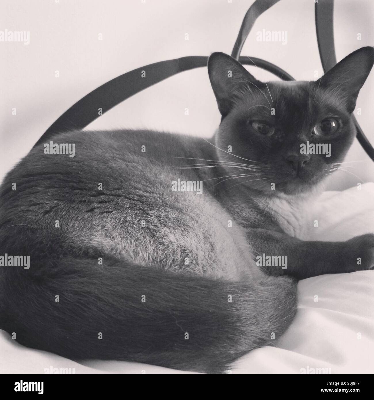 Rolled cat hi-res stock photography and images - Alamy