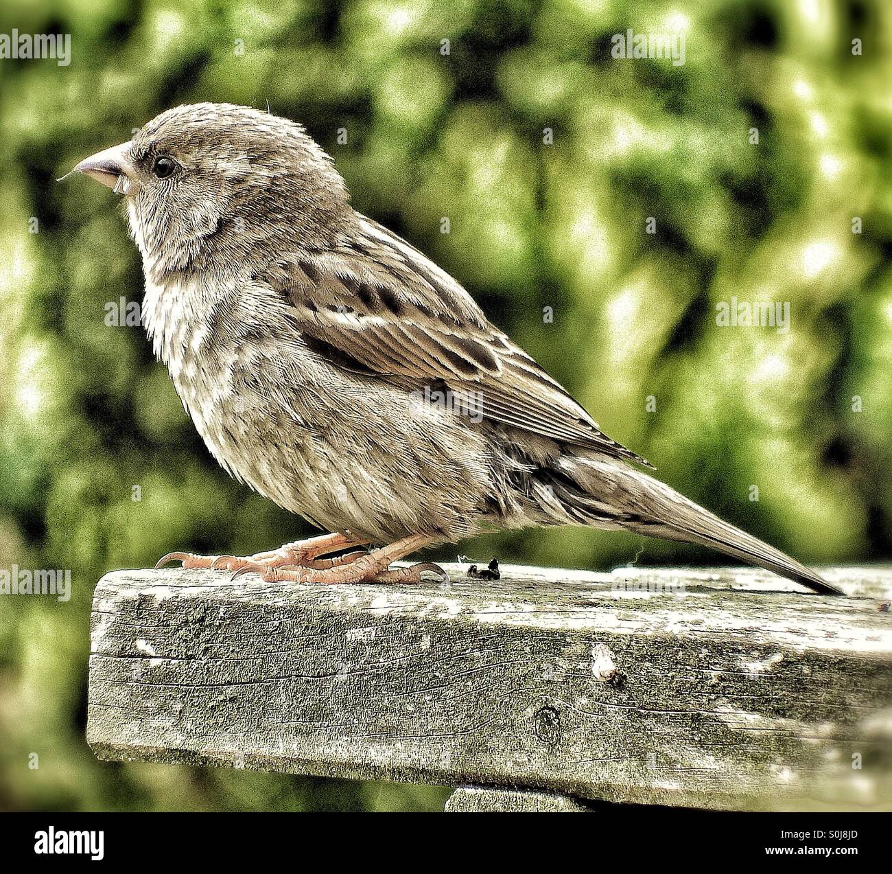 Bird on bench Stock Photo - Alamy