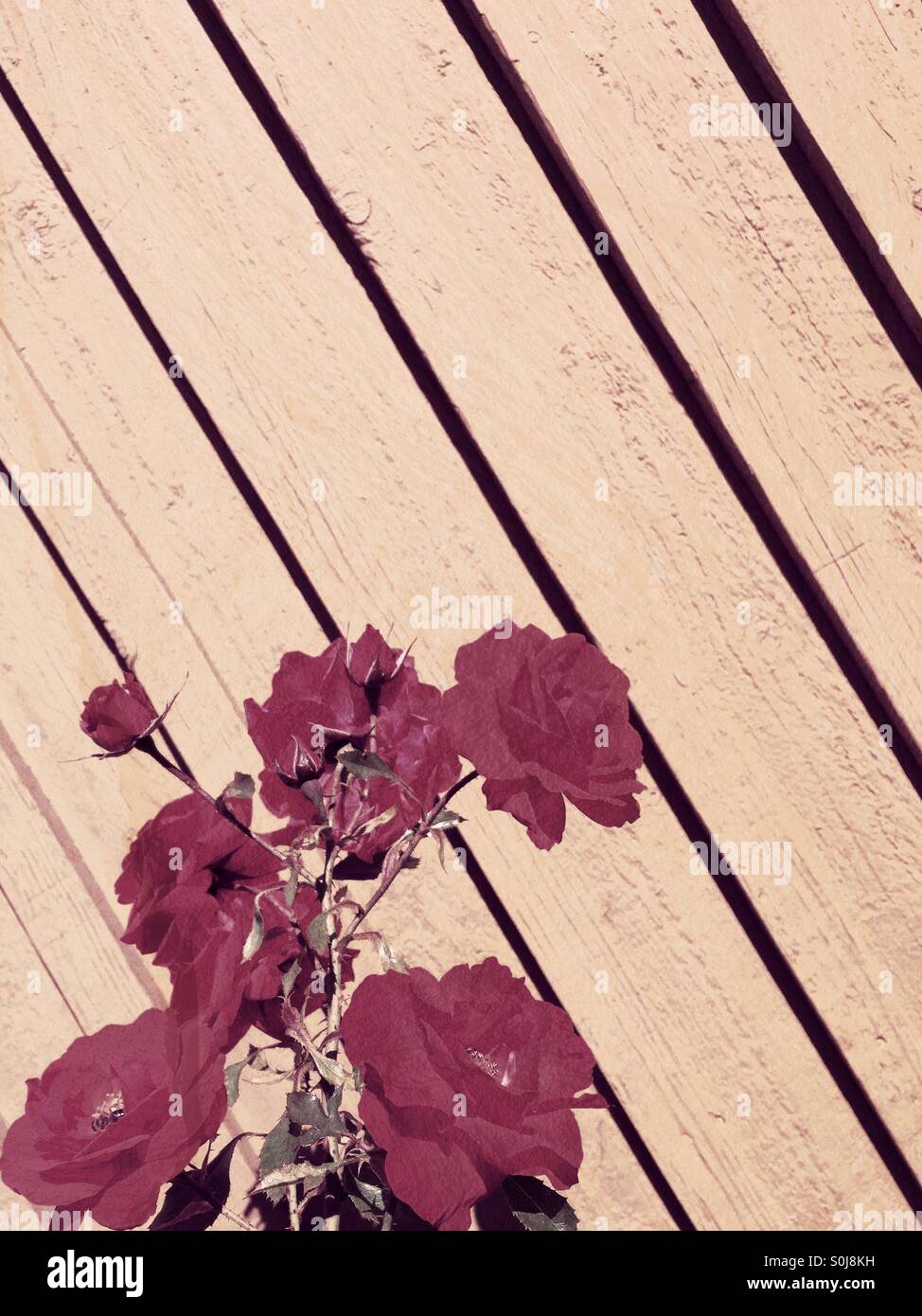 Painted plank roses hi-res stock photography and images - Alamy