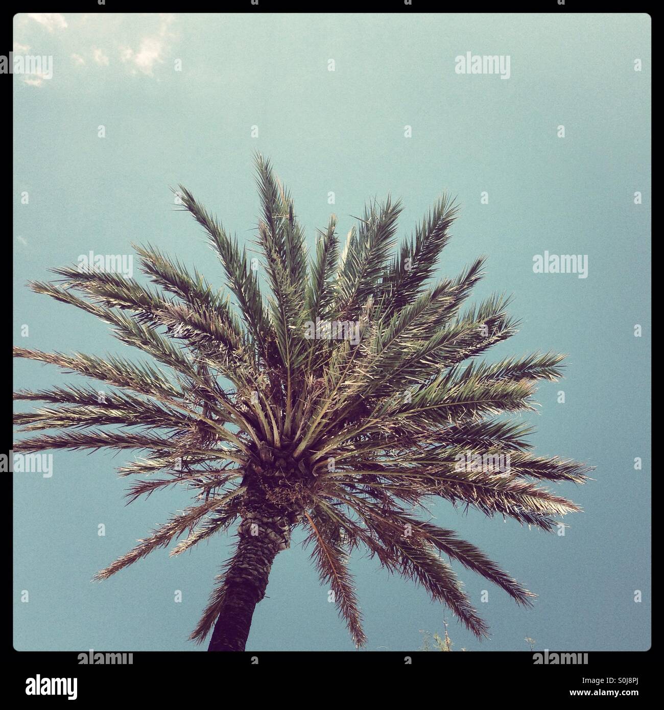 Vintage palm tree hi-res stock photography and images - Alamy