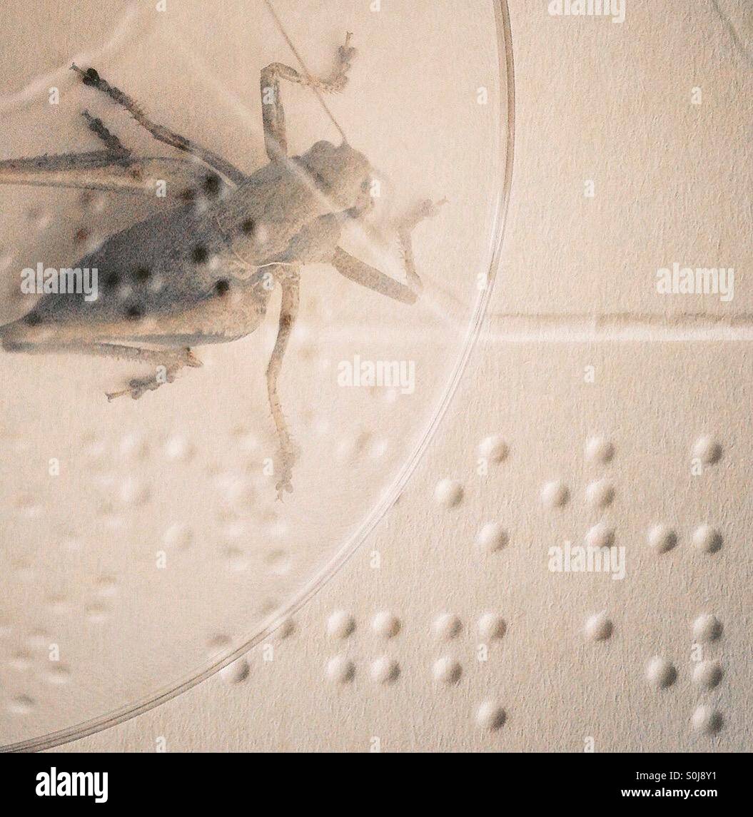 Cricket captured under glass Stock Photo - Alamy