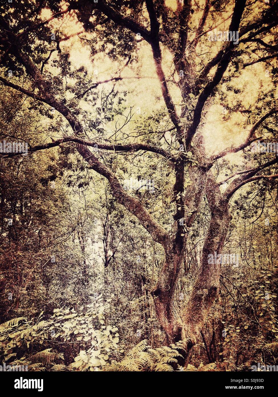 Tolkienesque hi-res stock photography and images - Alamy