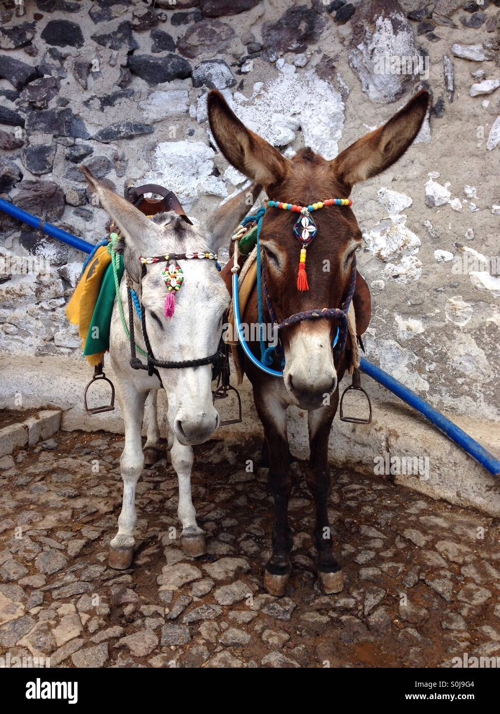 Donkey santorini hi-res stock photography and images - Alamy